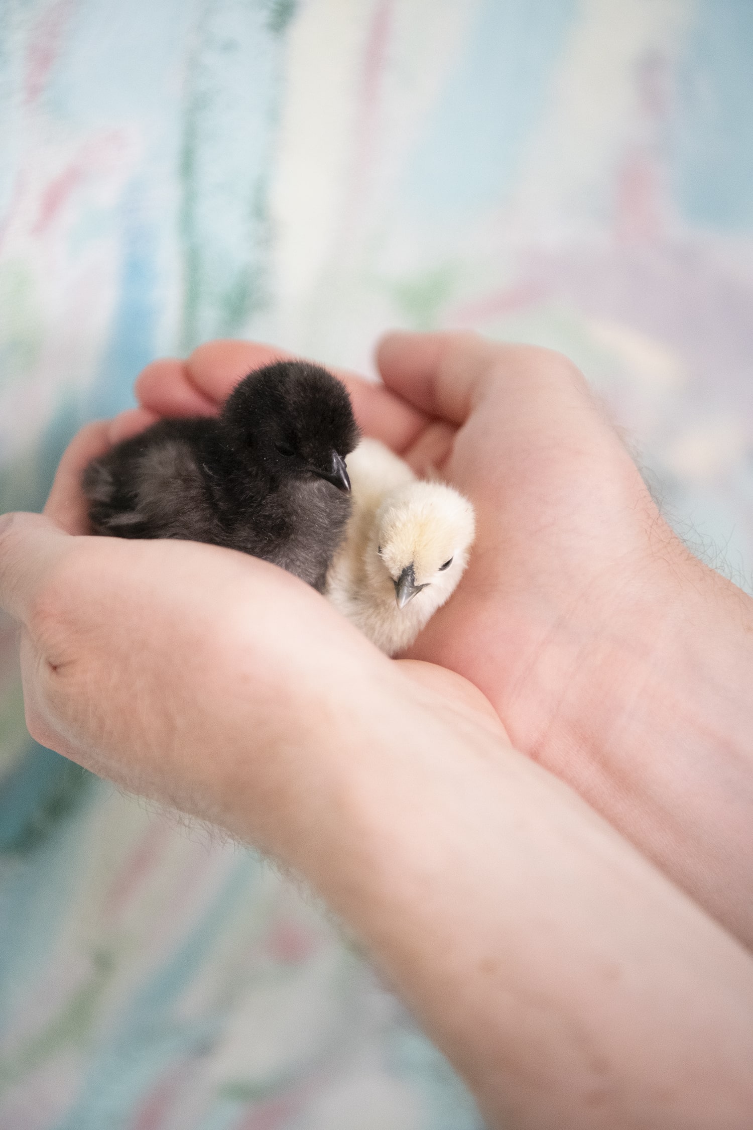 We Got Chickens! Meet Our Ameraucana Chicks (+ Two Silkies) | Dans le ...