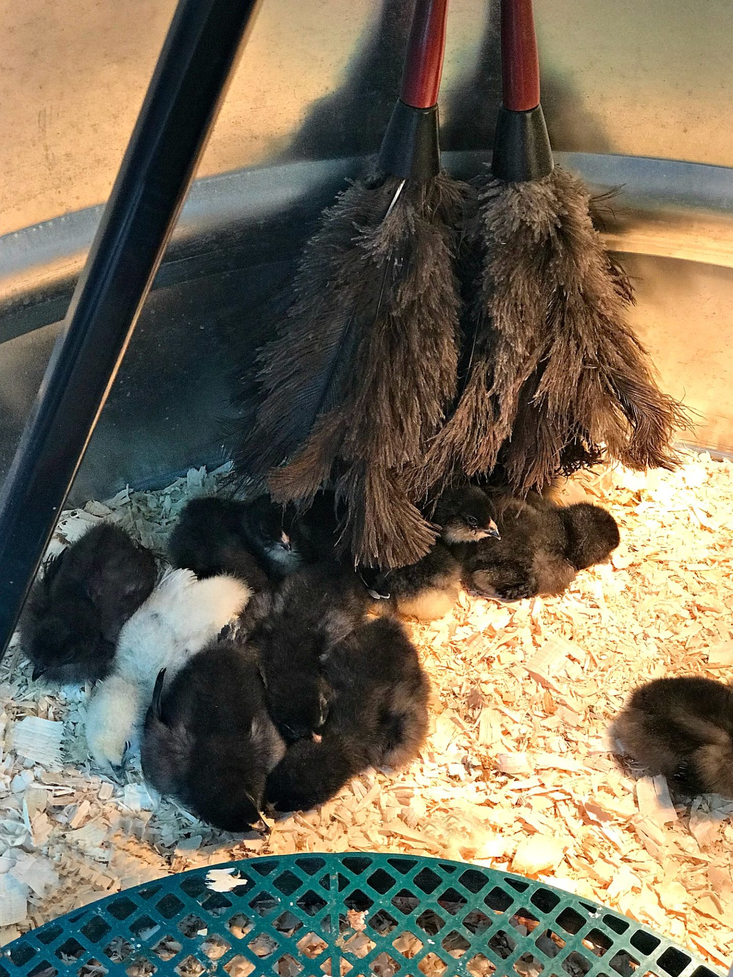 How to Set up a Brooder for Chicks | Dans le Lakehouse
