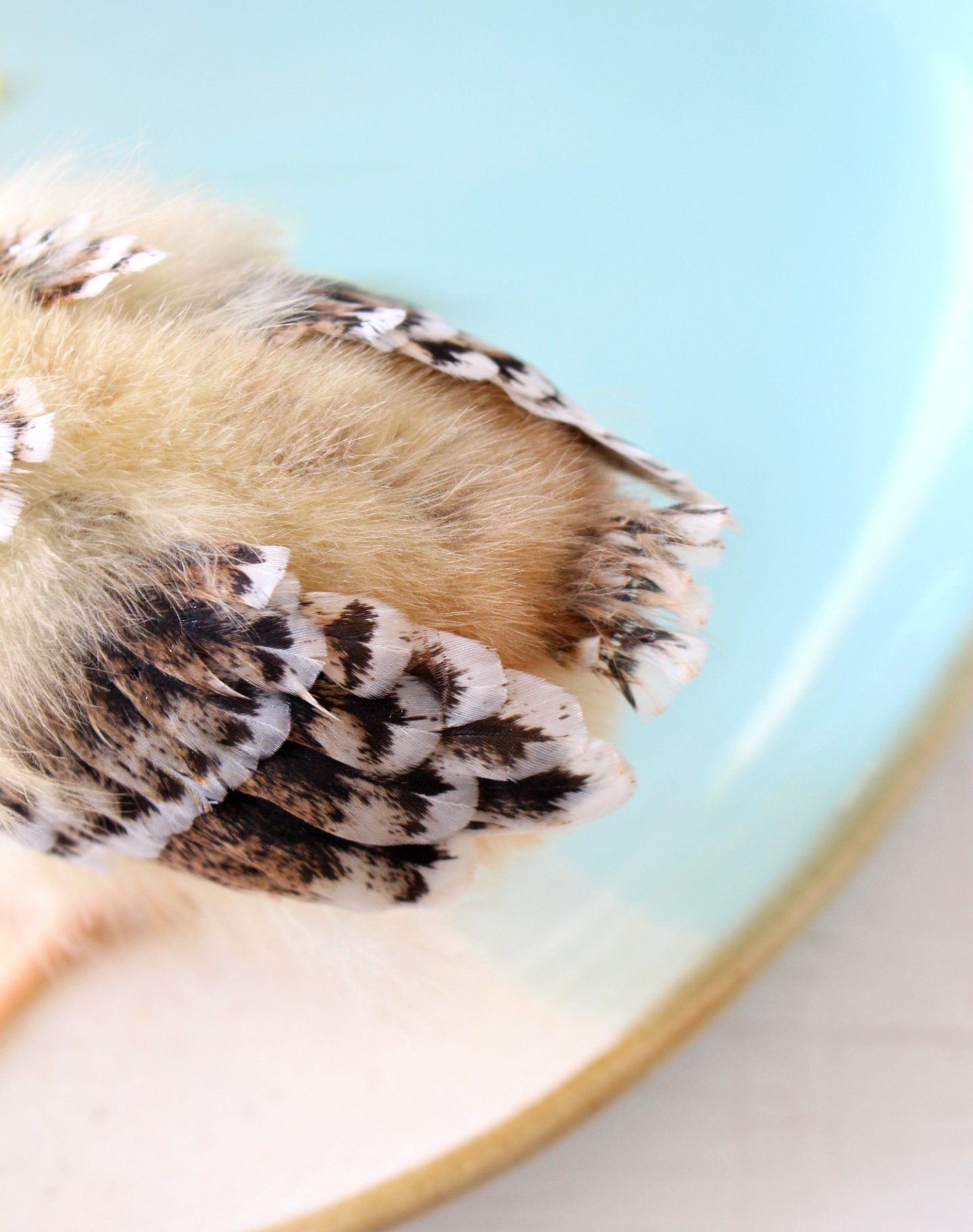 Baby Chicks Photo Shoot Vol. 2 | Dans le Lakehouse