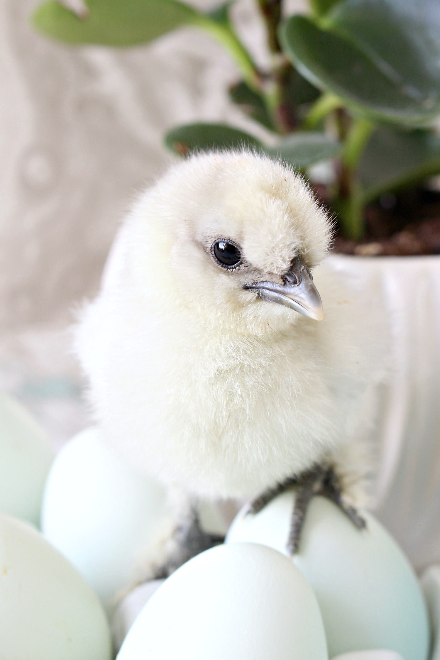 Baby Chicks Photo Shoot Vol. 2 | Dans le Lakehouse
