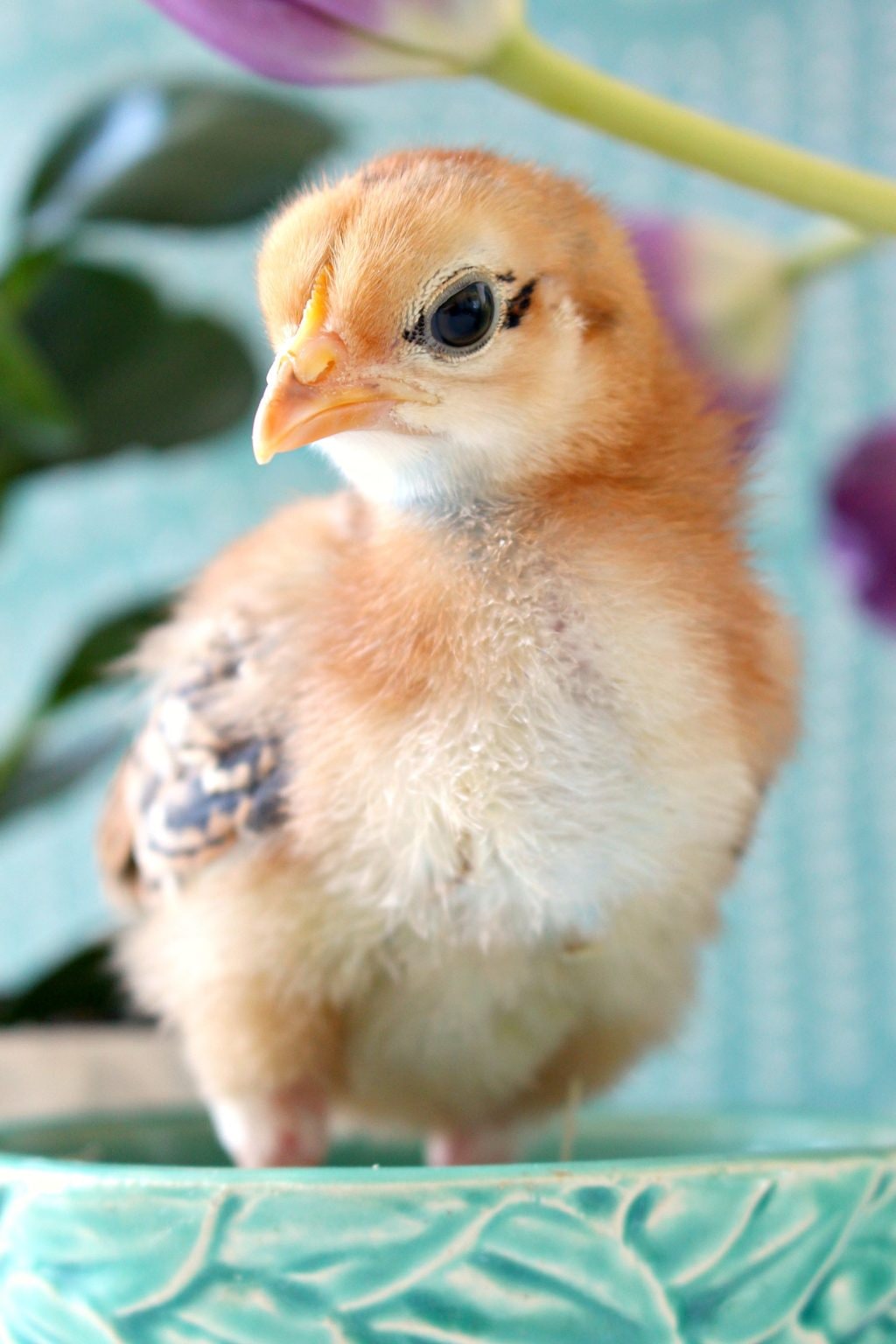 Keeping Chickens Warm in Extreme Cold Winter Weather | Dans le Lakehouse
