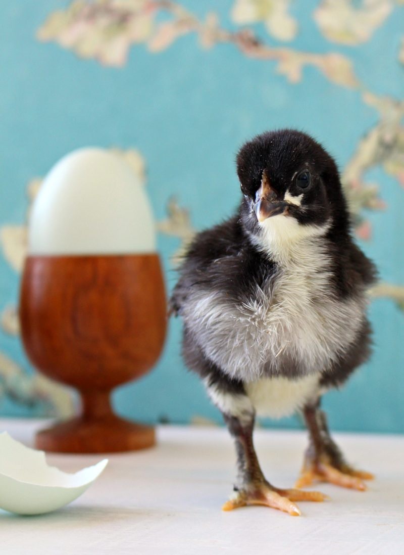Spring Baby Chick Photos | We Got a New Batch of Chicks! | Dans le ...