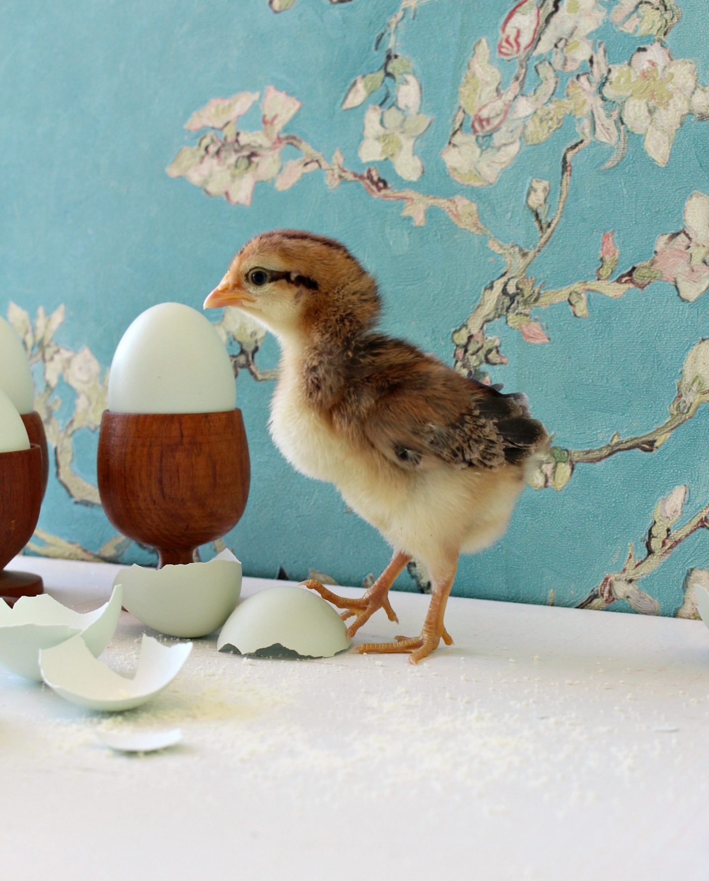 Spring Baby Chick Photos | We Got a New Batch of Chicks! | Dans le ...