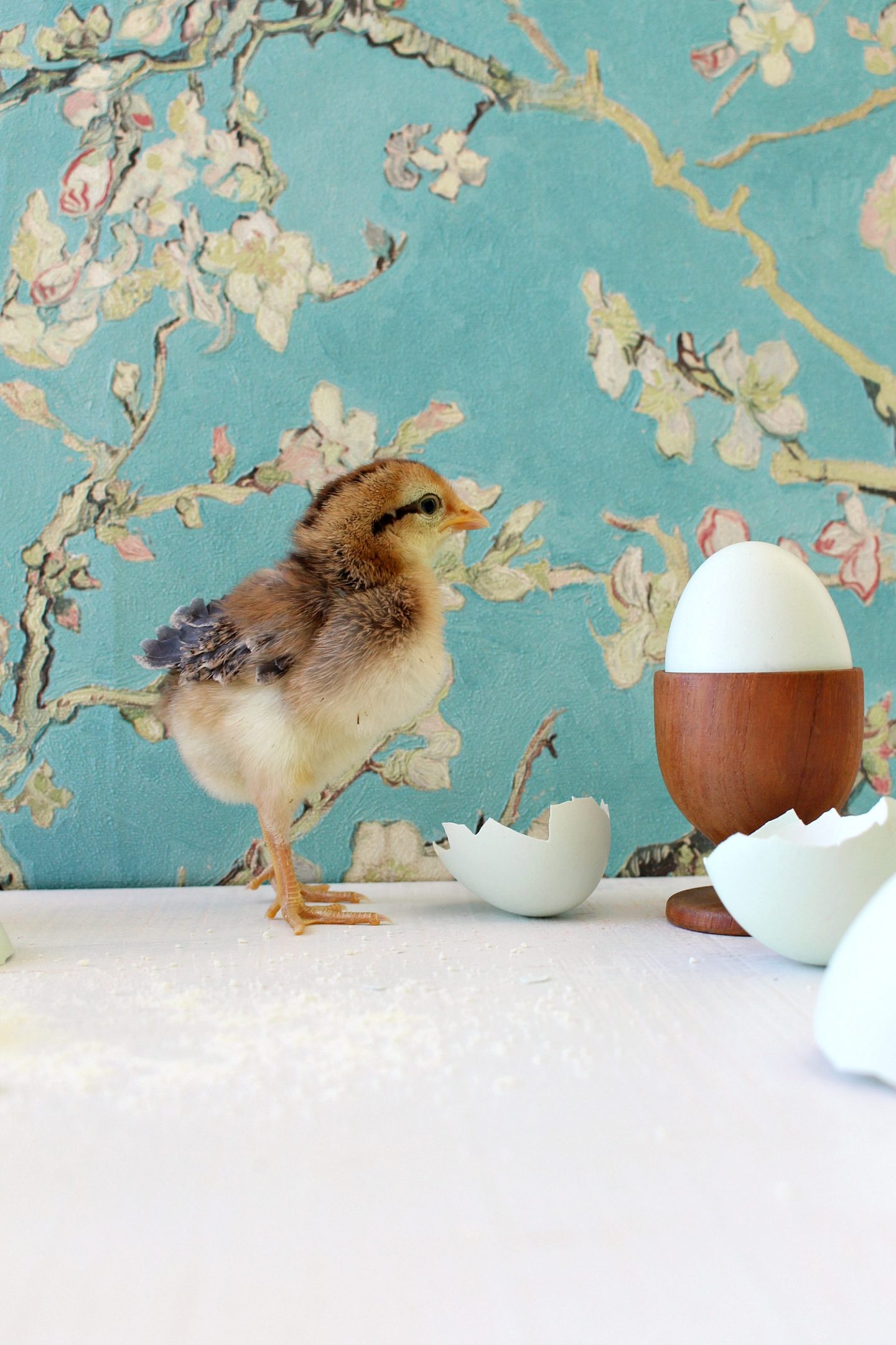 Spring Baby Chick Photos | We Got a New Batch of Chicks! | Dans le ...
