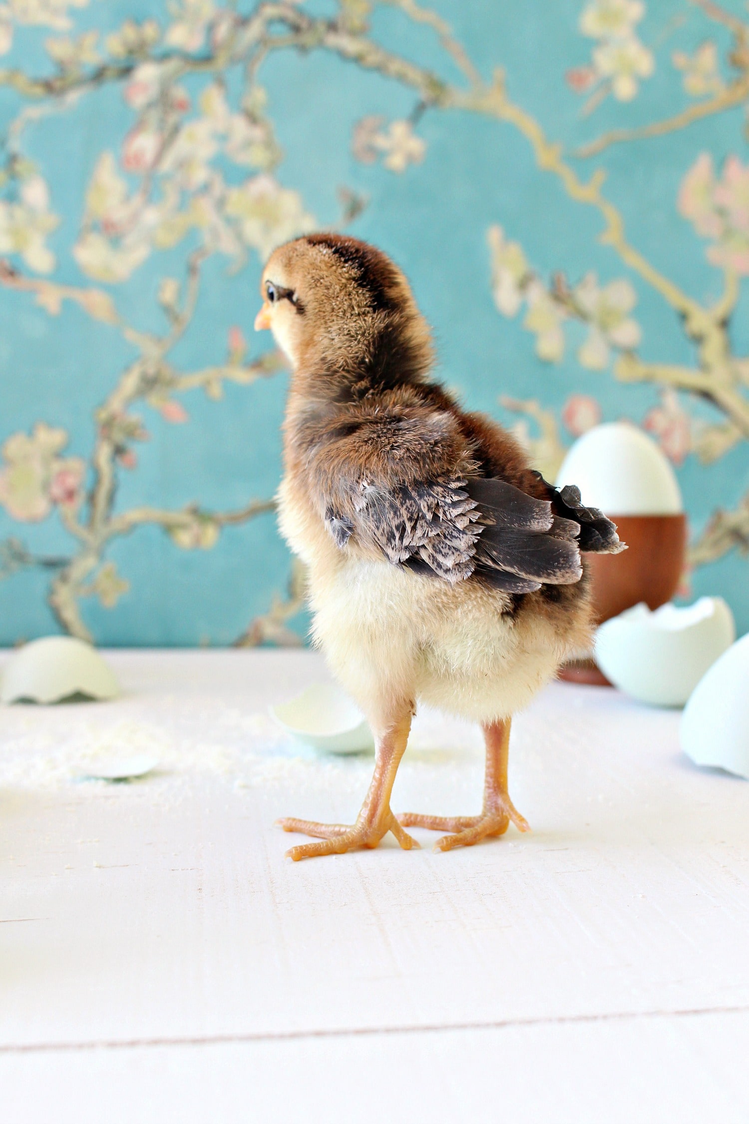 Spring Baby Chick Photos | We Got a New Batch of Chicks! | Dans le ...