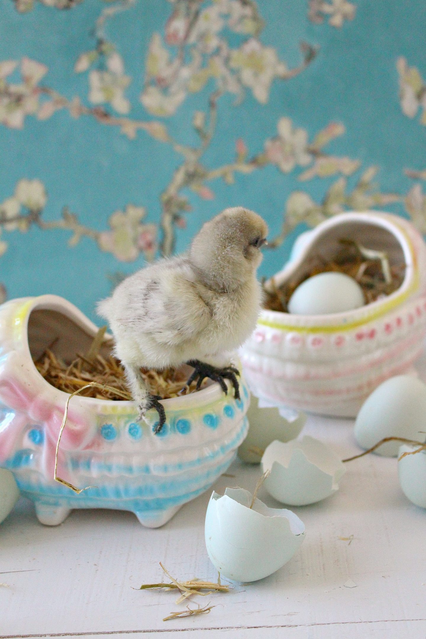 Spring Baby Chick Photos | We Got a New Batch of Chicks! | Dans le ...
