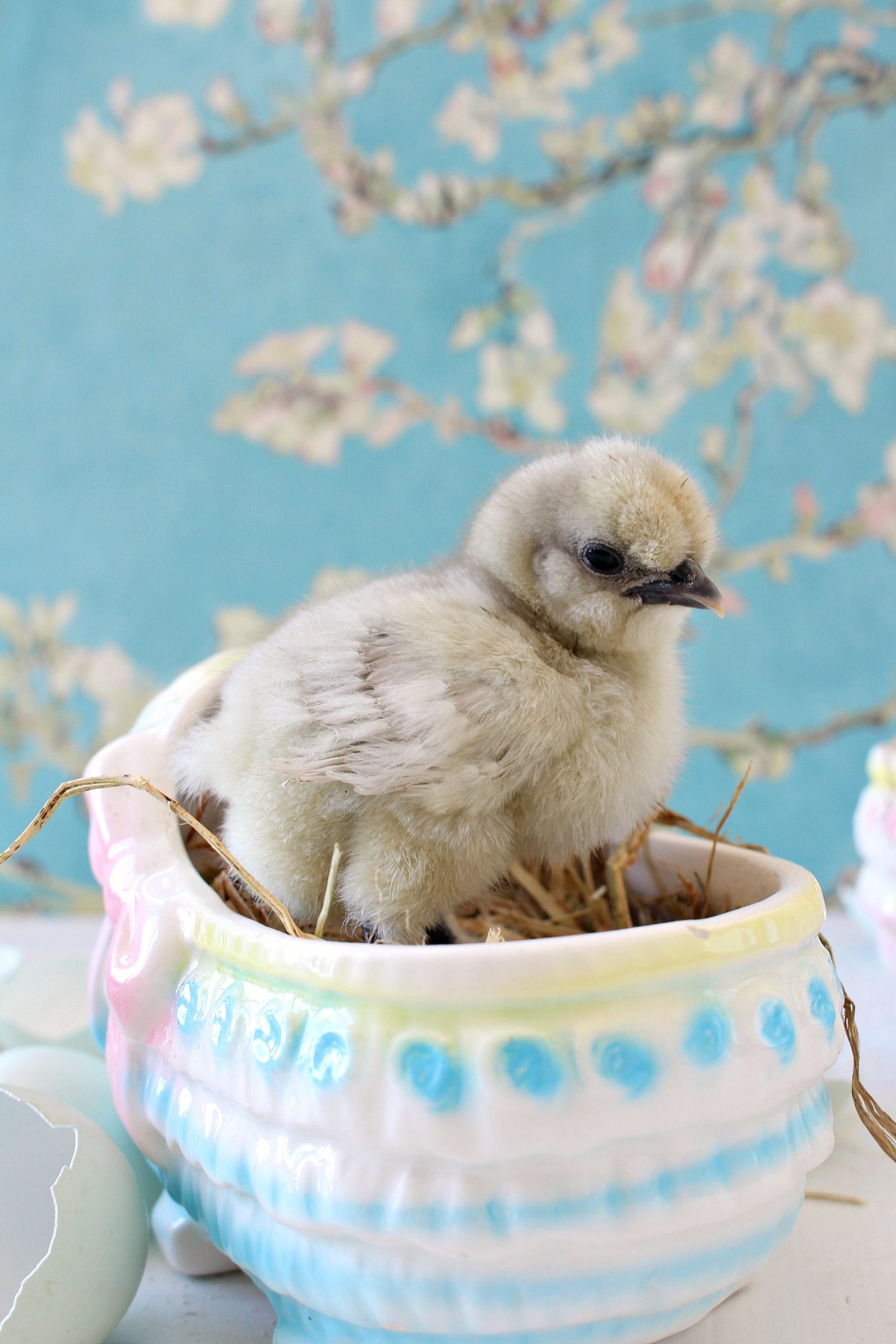 Spring Baby Chick Photos | We Got a New Batch of Chicks! | Dans le ...