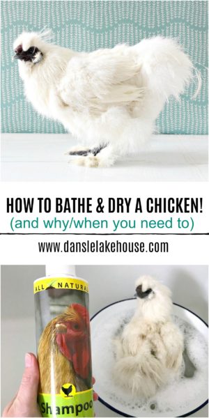 How to Bathe a Chicken (And Why You Need to) | Dans le Lakehouse