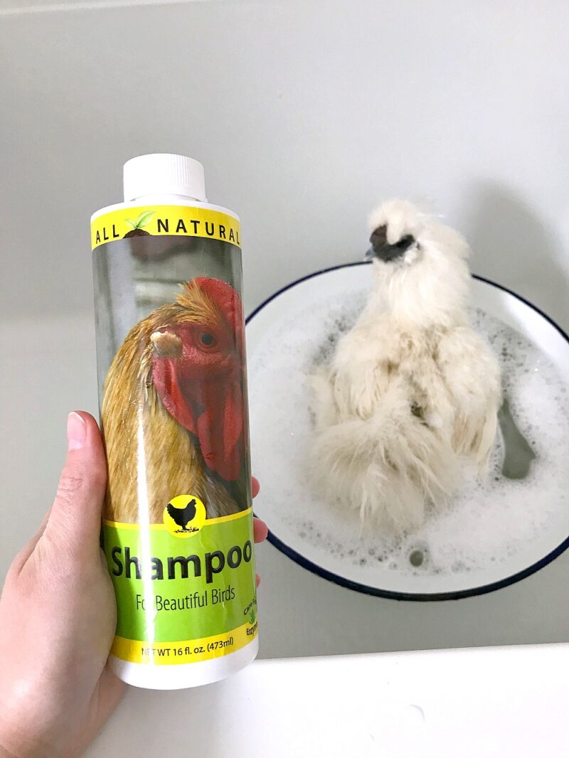 How to Bathe a Chicken (And Why You Need to) | Dans le Lakehouse