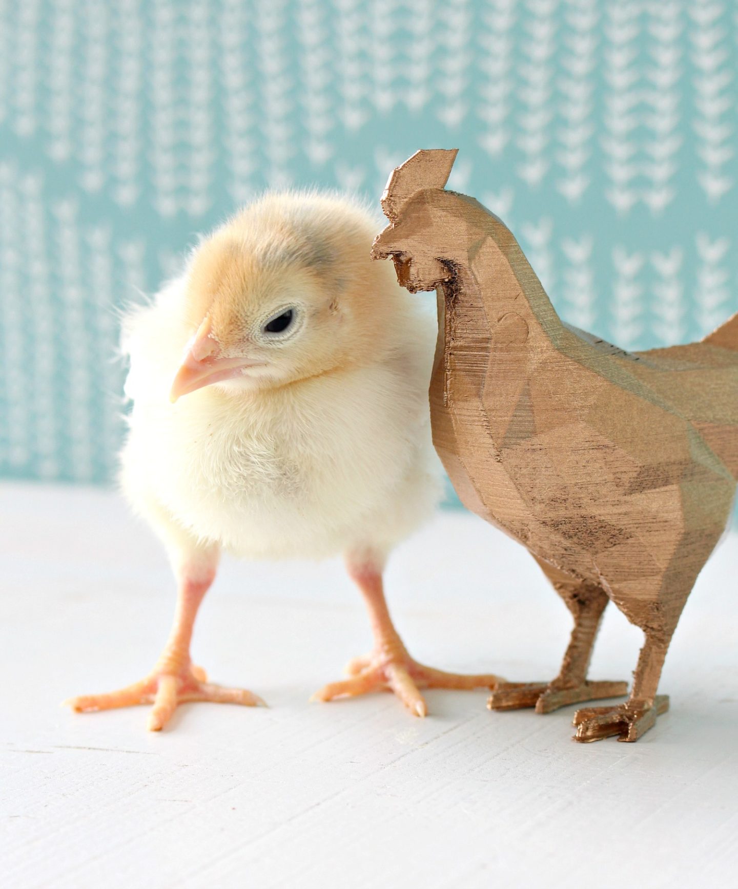 Baby Chicks Photo Shoot Vol. 2 | Dans le Lakehouse