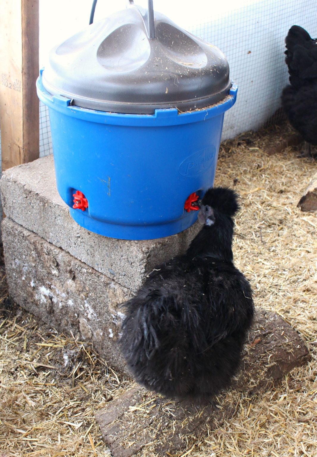 Keeping Chickens Warm in Extreme Cold Winter Weather | Dans le Lakehouse