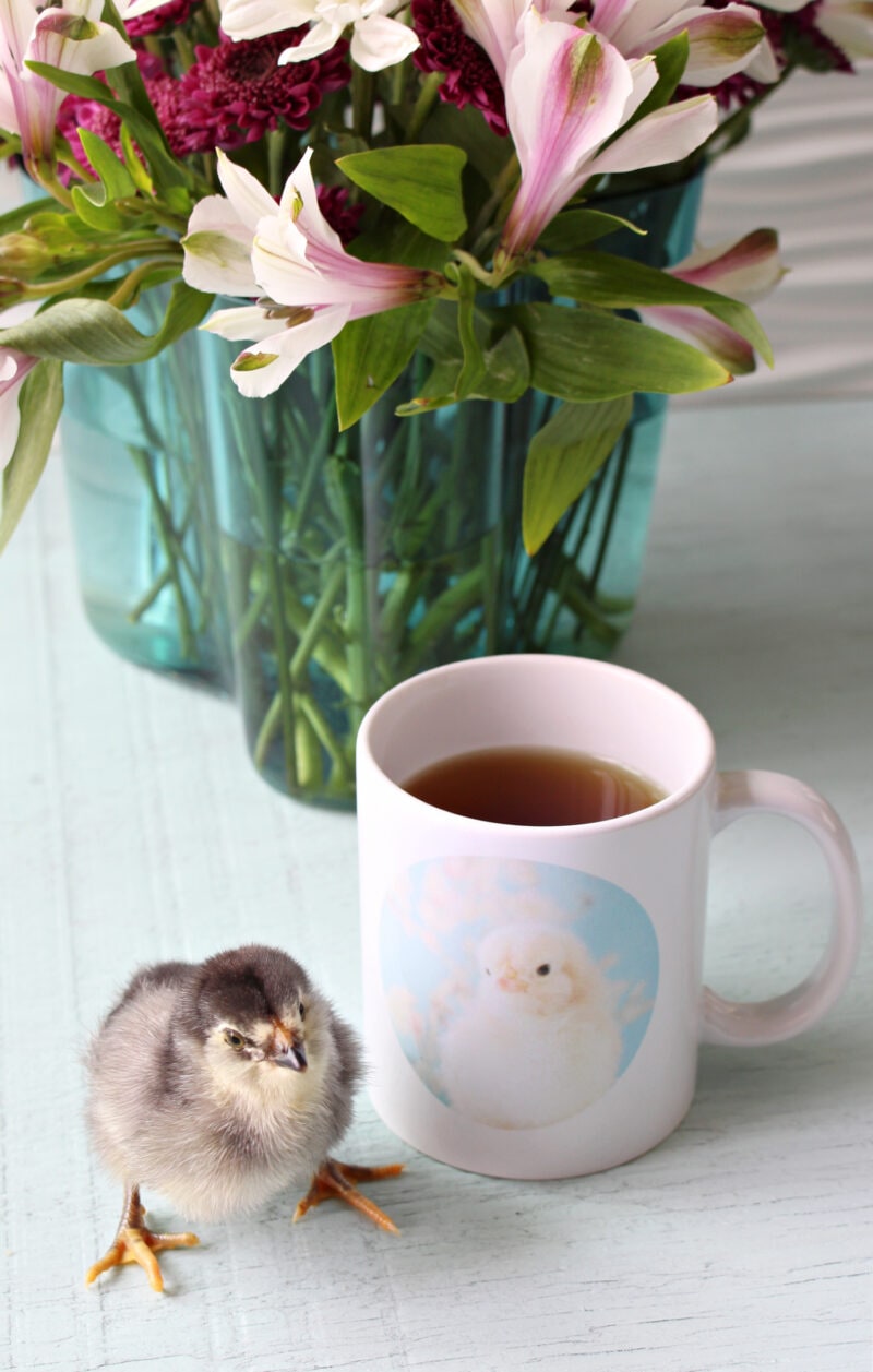 Turning My Chick Photos into Art with BestCanvas | Dans le Lakehouse