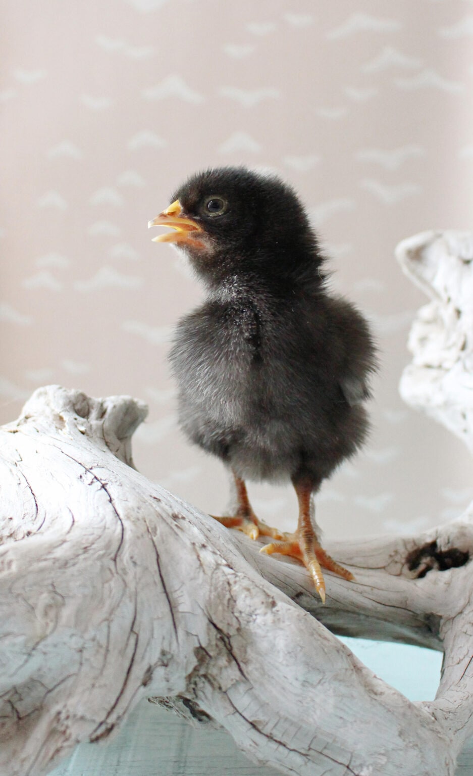 Baby Chick Photos Vol. 3 | Dans le Lakehouse