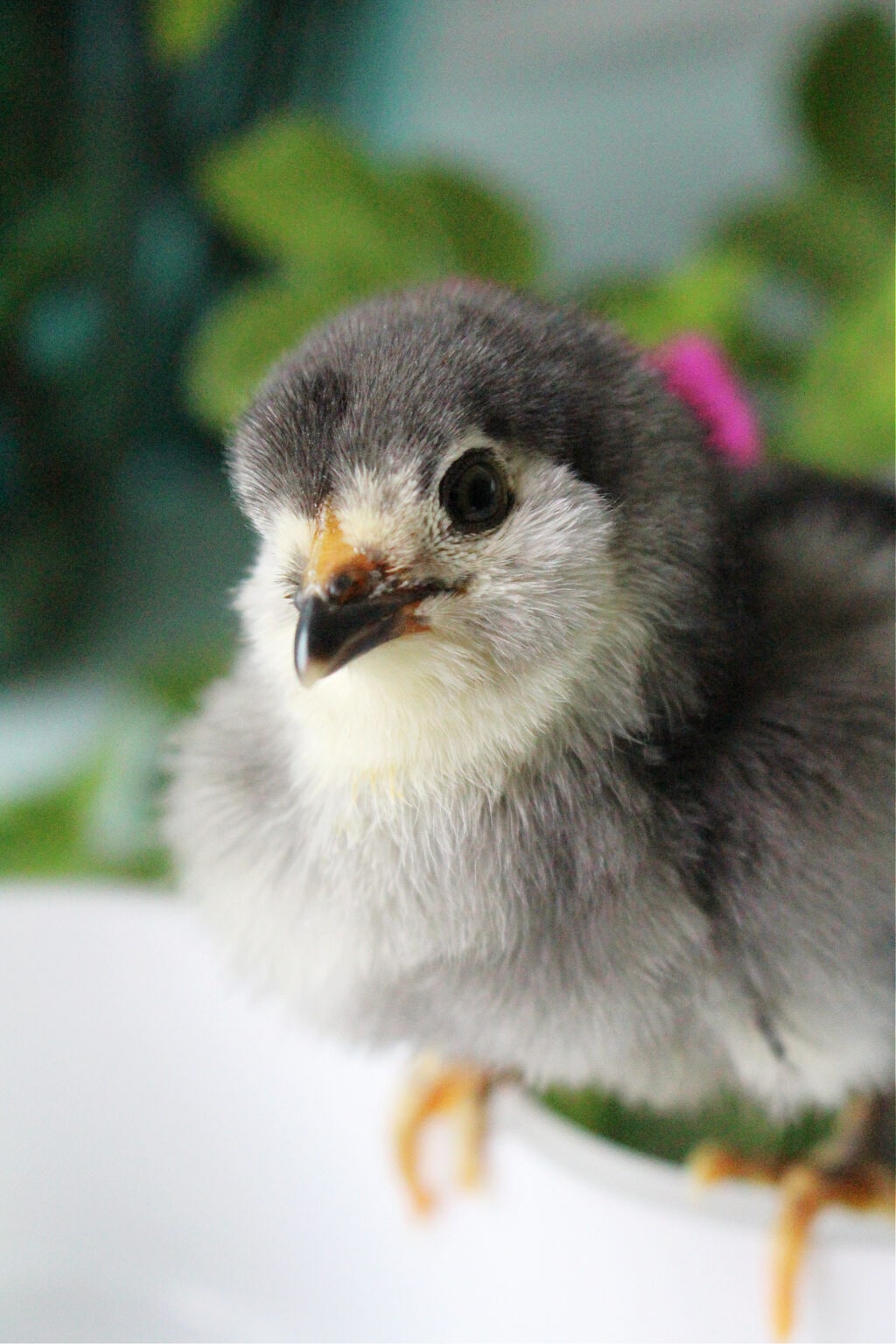 Baby Chick Photos Vol. 3 | Dans le Lakehouse