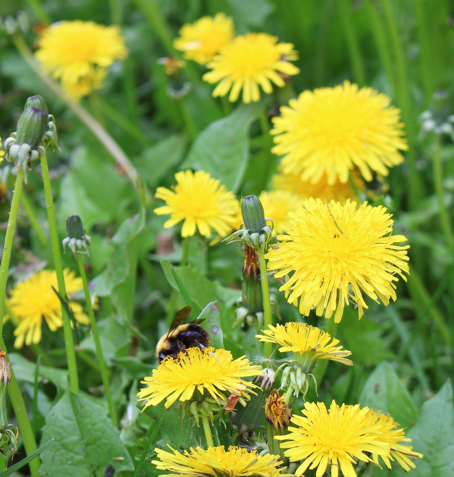 DIY Dandelion Salve (+ Dandelion Oil) | Dans le Lakehouse
